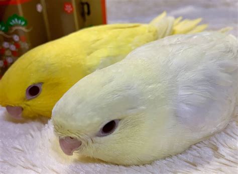 2022 12月生まれのサザナミインコ雛 エキゾチックバードライフ