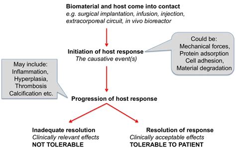 Biocompatibility Screening Methods Regulations And Uses