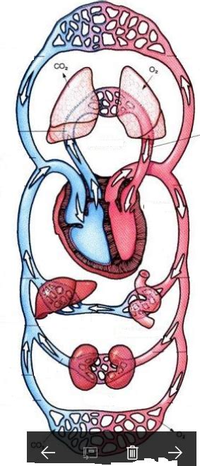 ვიოლეტა სინატაშვილი ბიოლოგიის პედაგოგი რესურსები