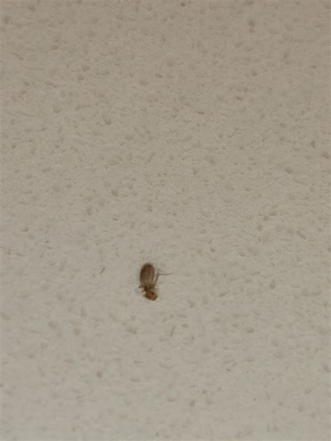 What Bug Is This Size 1 2mm R Whatsthisbug