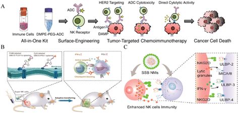A Schematic Illustration Of Adc‐modified Nk Cells For The Download Scientific Diagram