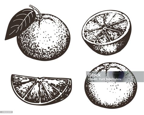 손으로 그린 오렌지 그래픽 요소 모음 벡터 일러스트 레이 션 메뉴 디자인을 위한 감귤류 스케치 브로셔 그림 흑인과 백인 잉크