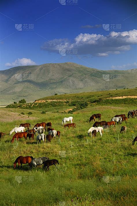 马在草地上吃草