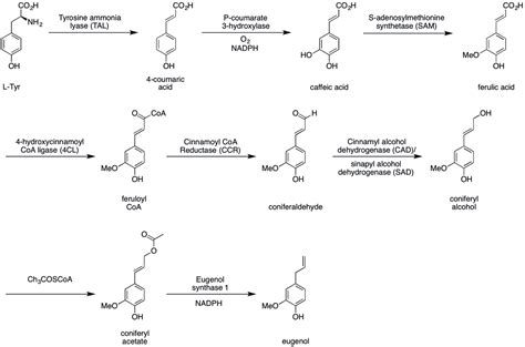 Solved How Is This Synthesis Of Eugenol Efficient And