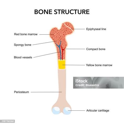 뼈 구조 생물학 교육 포스터 디자인 흰색 배경에 평면 디자인 벡터 그림에서 인간의 뼈 해부학의 계획 골다공증에 대한 스톡 벡터
