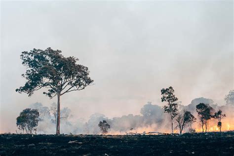 Trees And Fire Trees For Climate