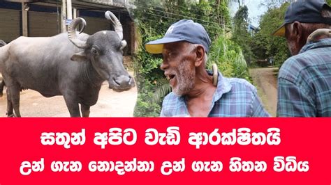 සතුන් මිනිසුන් ගැන හිතන විධිය Youtube
