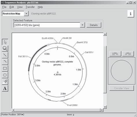 A Restriction Map Of The Pbr322 Plasmid Prepared Using Genetools Download Scientific Diagram