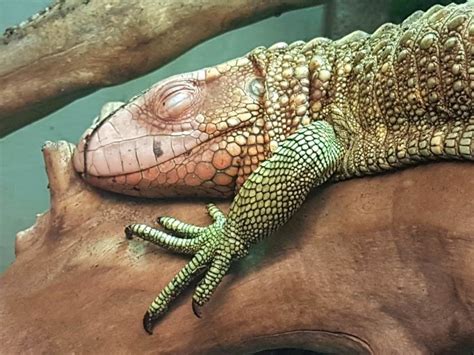 Create Meme Green Iguana Iguana Lizard Pictures Meme