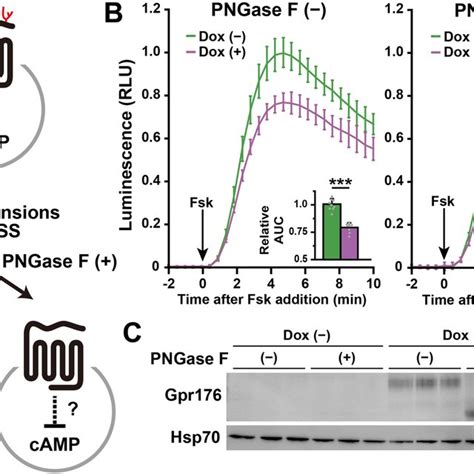 Gpr176 Is An N Glycosylated Gpcr A Amino Acid Sequence Conservation Download Scientific