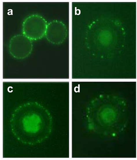 Figure 3 From The Common Cryptococcus Neoformans Glucuronoxylomannan M2 Motif Elicits Non