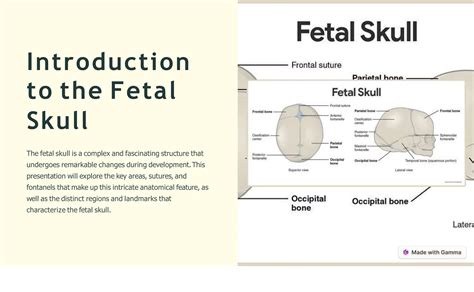 Introduction To The Fetal Skull Pptx Obstetrics And Gy Pptx