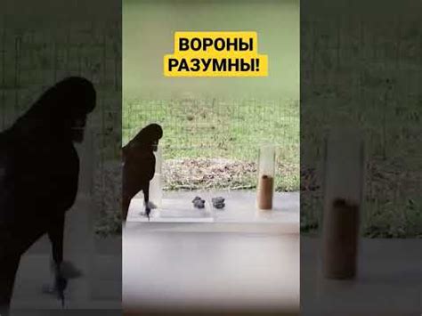 Эти животные оказались РАЗУМНЫ! - YouTube