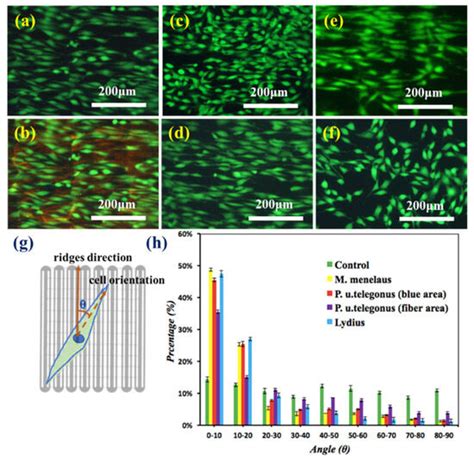Correction Elbaz Et Al Chitin Based Anisotropic Nanostructures Of Butterfly Wings For