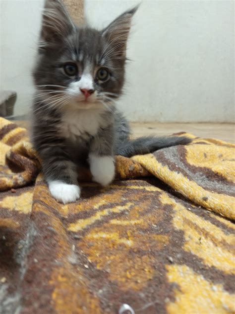 Мэйн Куны с родословной