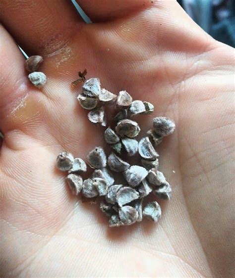 Ipomoea Muelleri Seeds Freshly Harvested Pretty Similar To Hbwr Seeds In Appearance Covered In