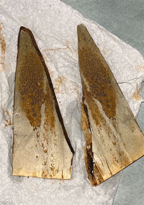 What Are These Dots In Slate Fossil Pseudofossil Or Part Of The Slate Fossil ID The