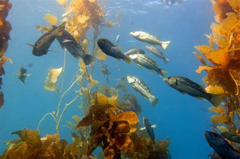 Calico Bass Species Guide And How To Catch Them