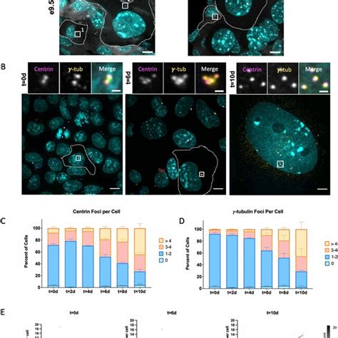Increase In Centriole Number And Centrosome Number During Tgc