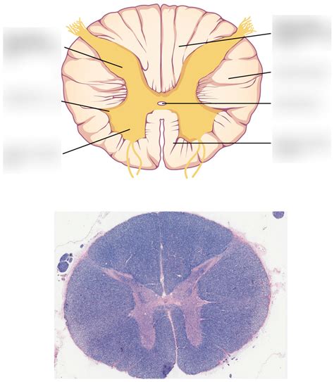 Cross Section Of Spinal Cord Diagram Quizlet