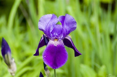 Identificando Iris La Villa El Blog De Garden Center Ejea