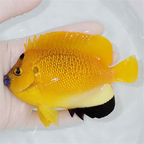 楽天市場現物1シテンヤッコ 12cm 海水魚 ヤッコ 15時までのご注文で当日発送 t111 t207アクアギフト楽天市場店