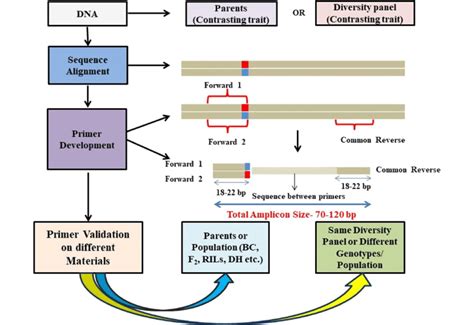 schematic representation of the general steps involved in the