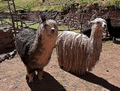 Things You Didn T Know About Alpacas Stable Oak Cottages