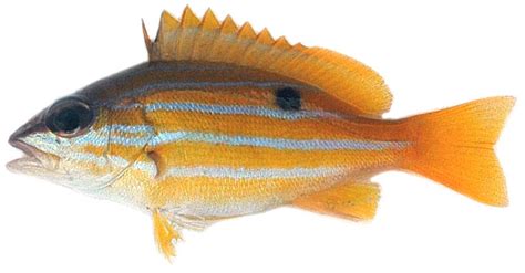 ロクセンフエダイ 2007 07 31 WEB魚図鑑