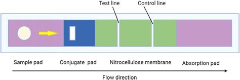 Schematic Diagrams Of The Immunochromatographic Test Strip Download
