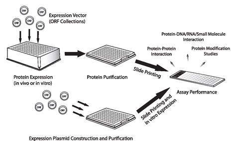 Figure 1 From Yeast Proteomics And Protein Microarrays Semantic Scholar