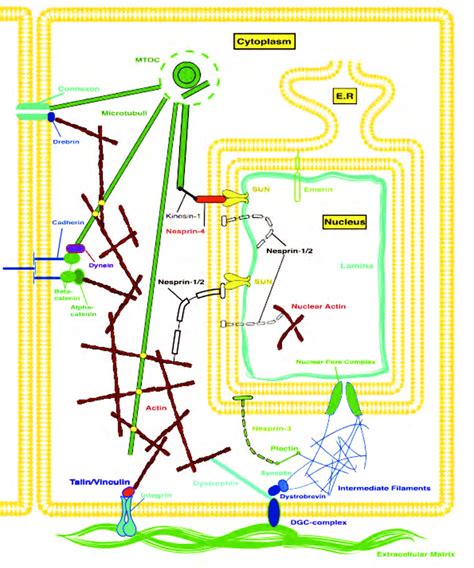 Schematic Representation Of Cellular Structures Involved In Maintenance Download Scientific