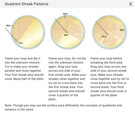 Lab Isolation Flashcards Quizlet