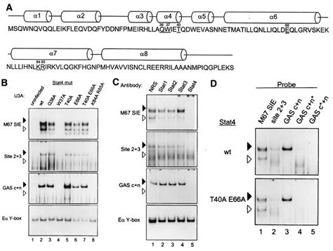 Selective Loss Of Stat4 Dna Binding From Mutations In The Alpha 4 And Download Scientific