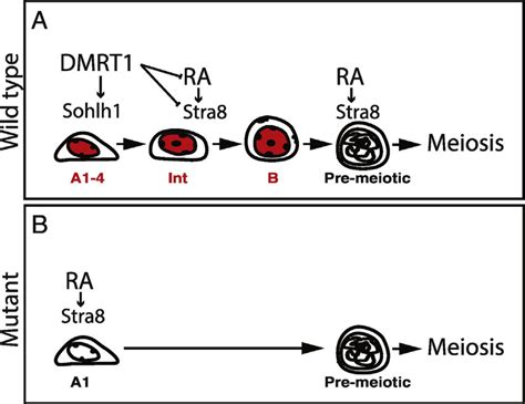 Dmrt1 Regulation Of The Mitosismeiosis Switch A In Wild Type