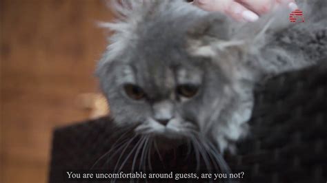 თეატრისა და კინოს მსახიობი ქეთი ჩხეიძე Youtube