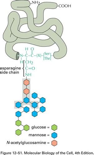 Lecture 7 Post Translational Modifications In The Er Flashcards Quizlet