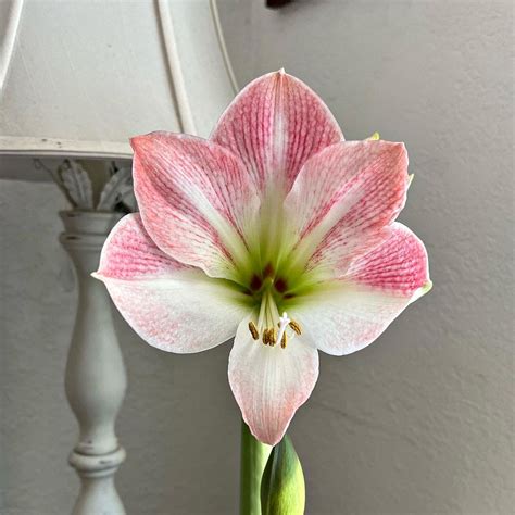 How To Plant Amaryllis Bulbs Flower Patch Farmhouse