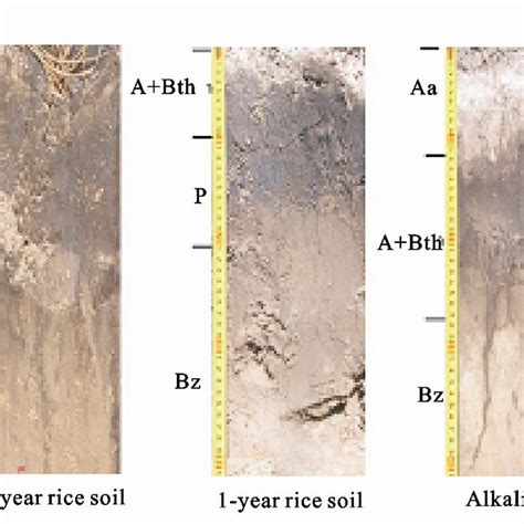 Soil Structure Of Three Plot Profiles Download Scientific Diagram