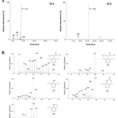 HPLC Spectrum Obtained From The Culture At 0 H And 48 H Download Scientific Diagram
