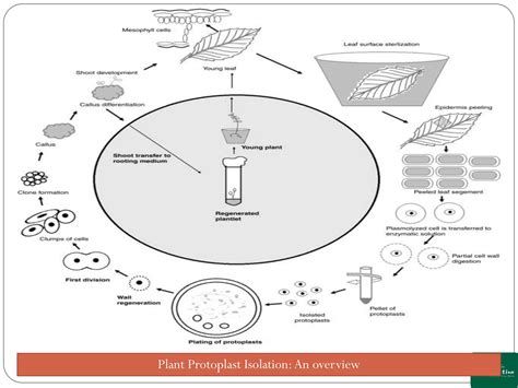 Plant Protoplast Isolation Purification And Culturing Pdf