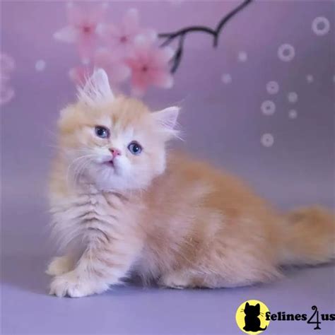 Delightfully Small And Fluffy Pedigree Munchkin Kittens