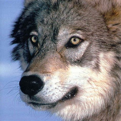 Stream Steppewolf Music Listen To Songs Albums Playlists For Free