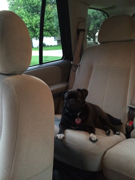 Jade 2 Pug Partners Of Nebraska