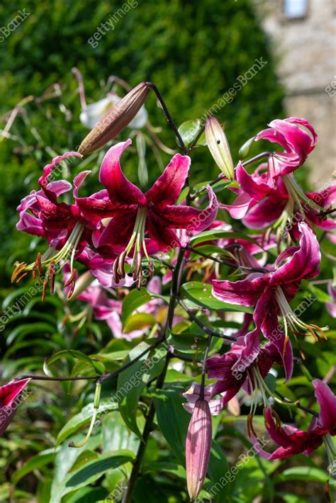 Japanese Lilies Lilium Speciosum 이미지 1903010333 게티이미지뱅크