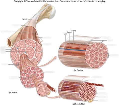Lecture Exam Ch 10 Diagram Quizlet Lecture Exam Ch 10 Diagram Quizlet