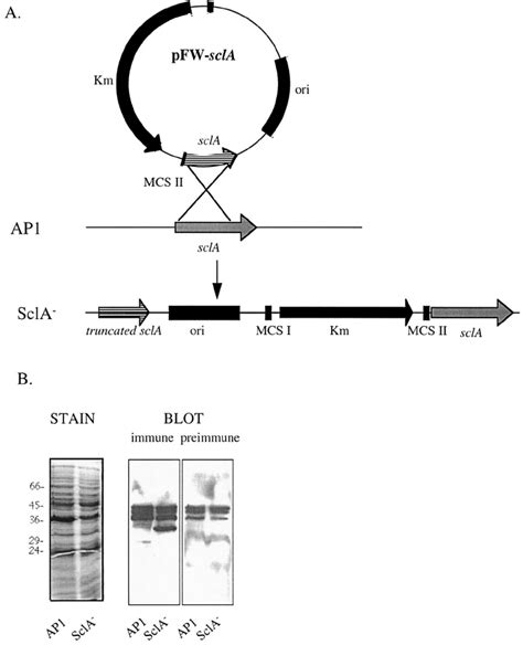 A Insertion Duplication Mutagenesis Was Used To Delete The Part Of
