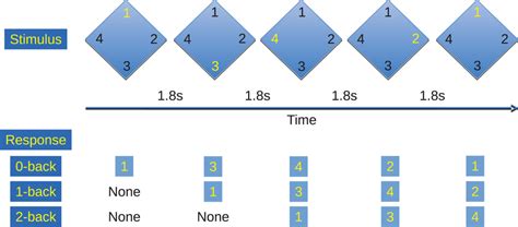 The N‐back Working Memory Task Numbers From One To Four Were Presented Download Scientific