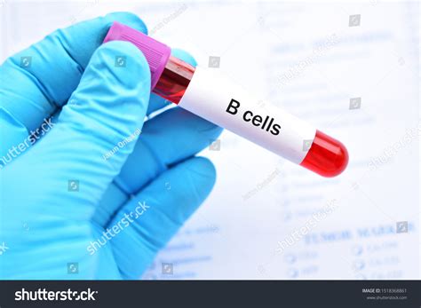 Memory B Cells Over Royalty Free Licensable Stock Photos Shutterstock