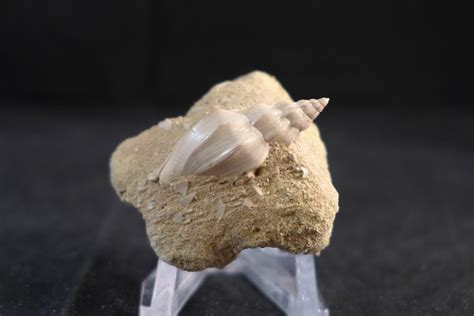 Fossil Shell On Matrix Fs 6 E16